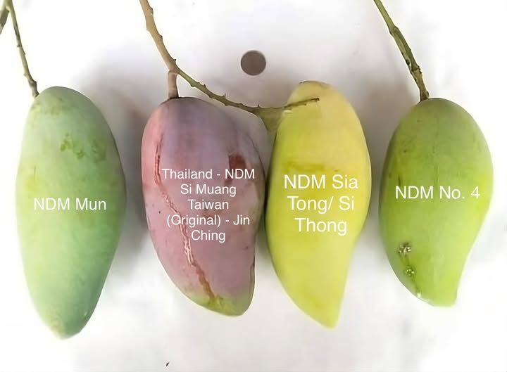 Mango Database: About Nam Doc Mai Mangoes